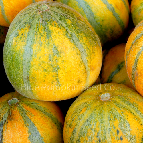Haogen Melon seeds | Blue Pumpkin Seed Co