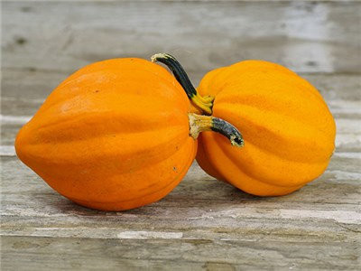 Table Gold acorn squash seeds | Blue Pumpkin Seed Co