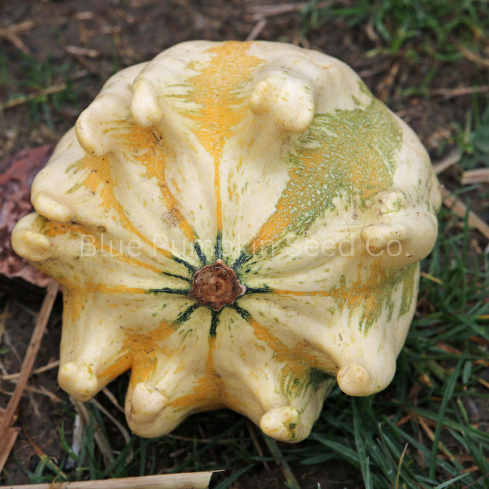 Gourd | Blue Pumpkin Seed Co