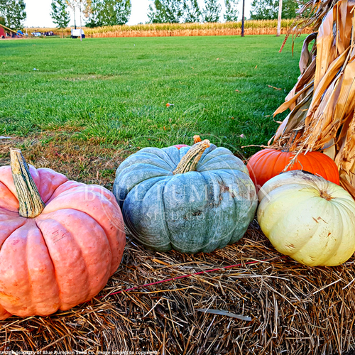 Tri-color seed mix Pink Doll, Blue Doll, and Casper pumpkin seeds ...