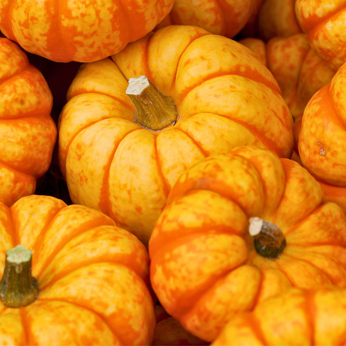 Spark F1 pumpkin seeds | Blue Pumpkin Seed Co