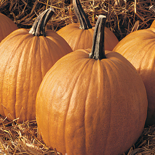 Rocket F1 Pumpkin seeds | Blue Pumpkin Seed Co