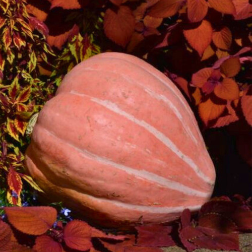 Newton F1 Pumpkin seeds (Treated) | Blue Pumpkin Seed Co