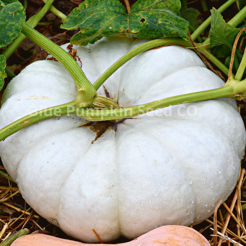 Flat White Boer Pumpkin seeds | Blue Pumpkin Seed Co