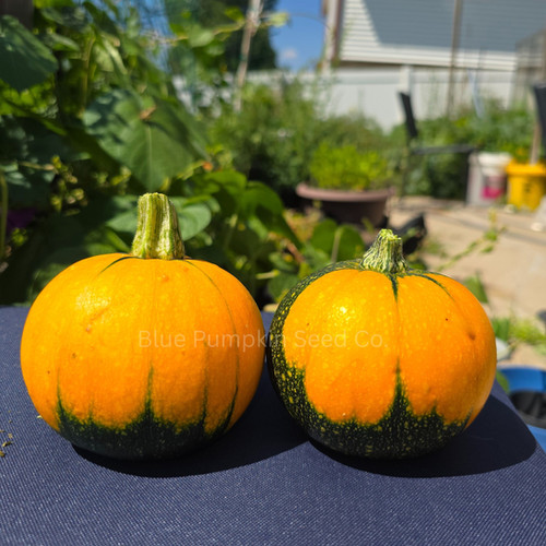 Bat Wing F1 Pumpkin seeds (treated) | Blue Pumpkin Seed Co