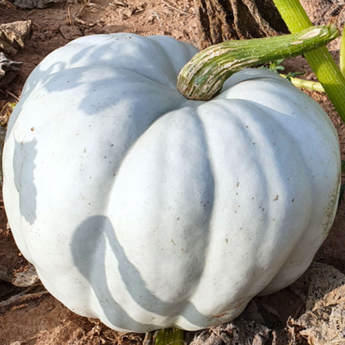 Blue Ice F1 pumpkin seeds (treated) | Blue Pumpkin Seed Co