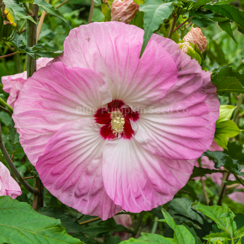 Swamp Rose Mallow Flower seeds | Blue Pumpkin Seed Co