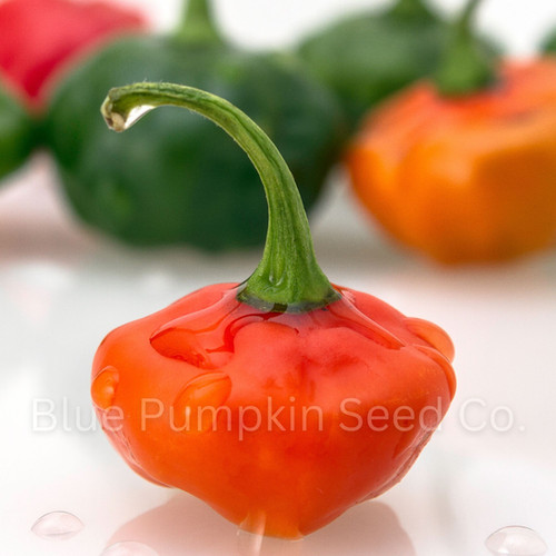 Aji Cachucha (aji dulce) chili seeds | Blue Pumpkin Seed Co