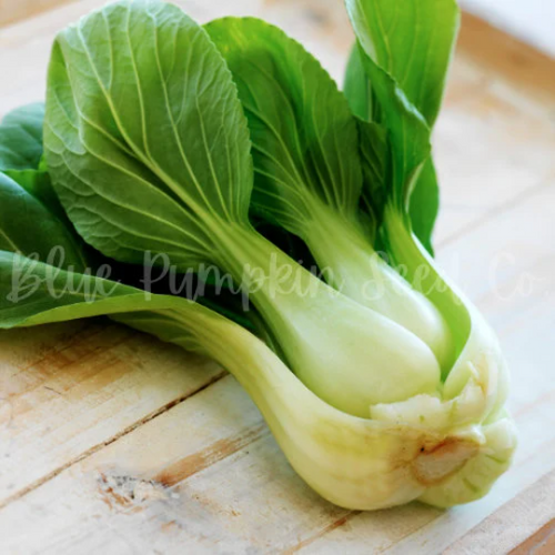 Canton Pak Choi seeds | Blue Pumpkin Seed Co