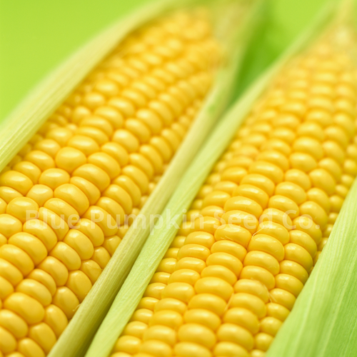 Golden Bantam 12 Corn seeds | Blue Pumpkin Seed Co