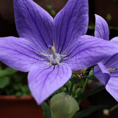 Balloon Flower seeds (Toraji) | Blue Pumpkin Seed Co