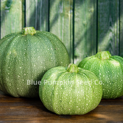 Round Zucchini Squash seeds | Blue Pumpkin Seed Co