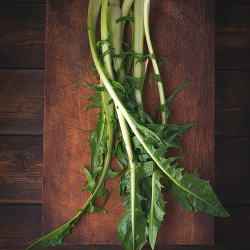 Italian Dandelion (Chicory) seeds | Blue Pumpkin Seed Co