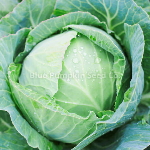 Brunswick Cabbage seeds | Blue Pumpkin Seed Co