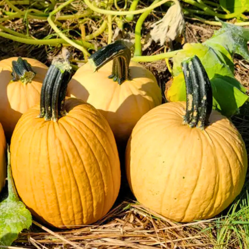 Sand Ghost F1 Pumpkin seeds (treated) | Blue Pumpkin Seed Co