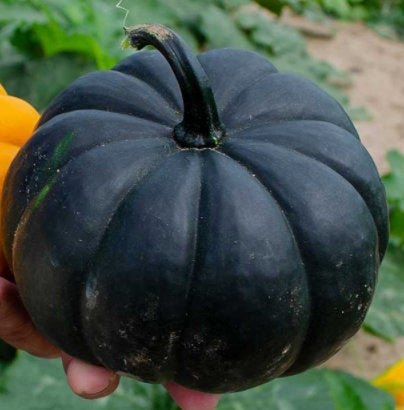 Black Kat F1 Pumpkin seeds | Blue Pumpkin Seed Co