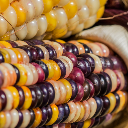 Fiesta F1 Corn seeds | Blue Pumpkin Seed Co