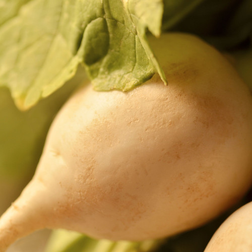 White Albino Beet seeds | Blue Pumpkin Seed Co