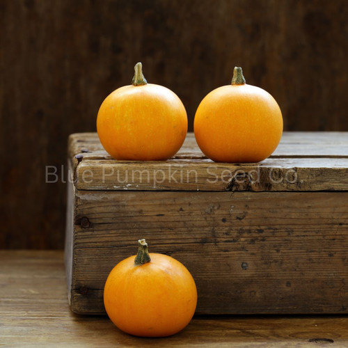 Wee-Be-Little Pumpkin seeds | Blue Pumpkin Seed Co