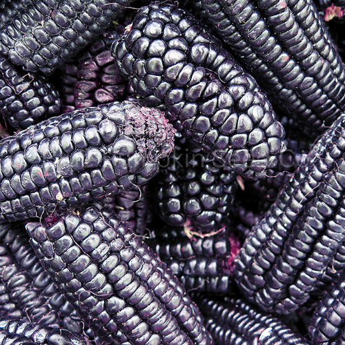 Peruvian Maiz Morada Corn seeds | Blue Pumpkin Seed Co