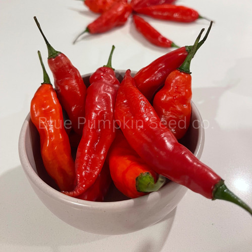 Peruvian Limo Rojo Chili seeds (rare) | Blue Pumpkin Seed Co