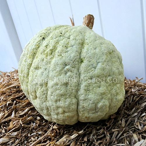 Crespo Squash seeds (treated) | Blue Pumpkin Seed Co