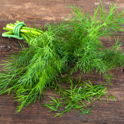 Bouquet Dill seeds | Blue Pumpkin Seed Co