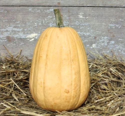 Tandy F1 Pumpkin seeds | Blue Pumpkin Seed Co