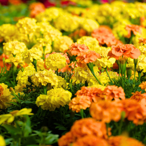 Crackerjack Marigold seed mix | Blue Pumpkin Seed Co