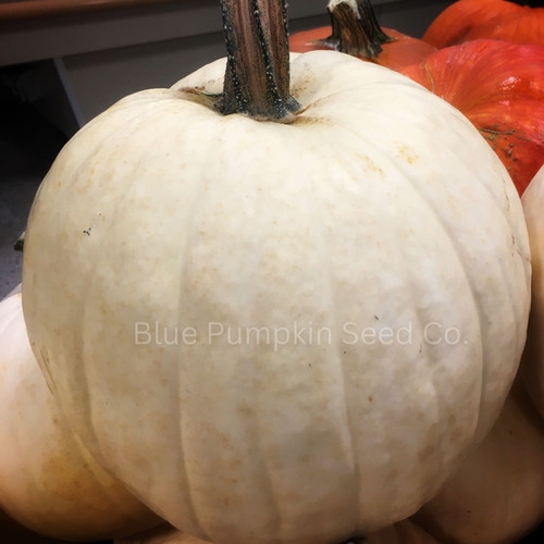 Full Moon Pumpkin seeds (treated) | Blue Pumpkin Seed Co