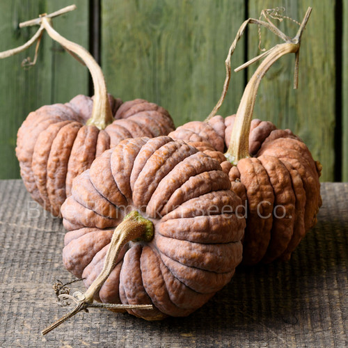 Black Futsu Pumpkin seeds | Blue Pumpkin Seed Co