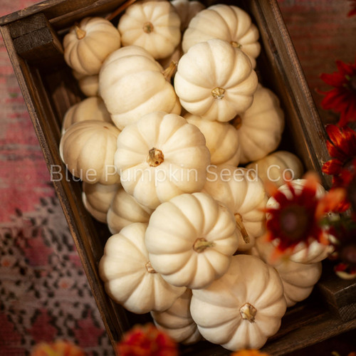 Baby Boo pumpkin seeds | Blue Pumpkin Seed Co