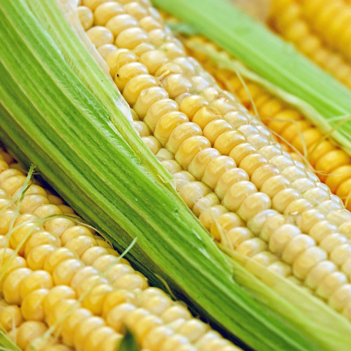 Japanese Hulless Corn seeds | Blue Pumpkin Seed Co