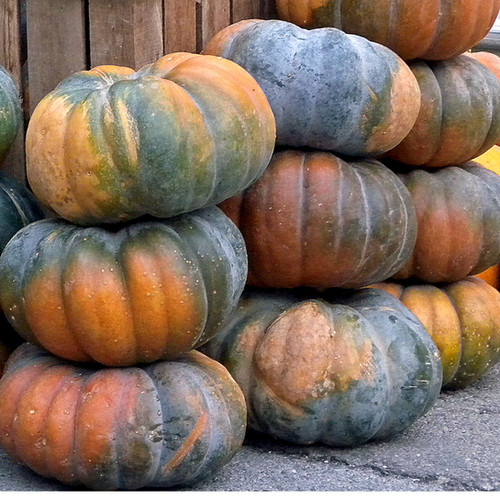 Zapallo Macre Peruvian Pumpkin seeds | Blue Pumpkin Seed Co