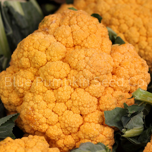 Clementine F1 Cauliflower seeds | Blue Pumpkin Seed Co