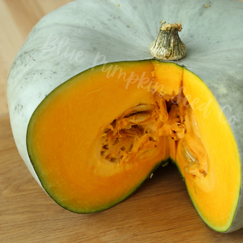 Sweet Meat Winter Squash seeds | Blue Pumpkin Seed Co