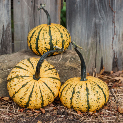 Barn Dance F1 Pumpkin seeds | Blue Pumpkin Seed Co