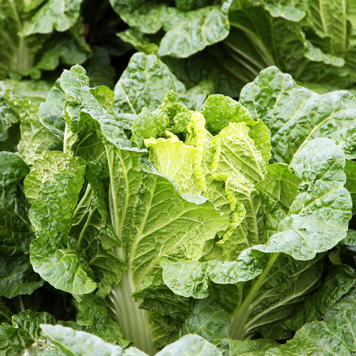 Michihili Chinese Cabbage seeds | Blue Pumpkin Seed Co