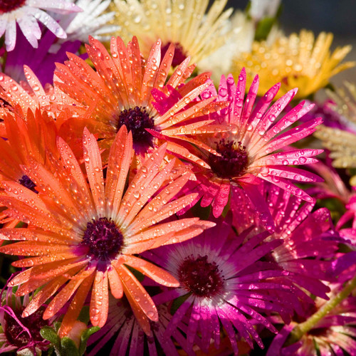 Ice Plant (mixed colors) flower seeds | Blue Pumpkin Seed Co