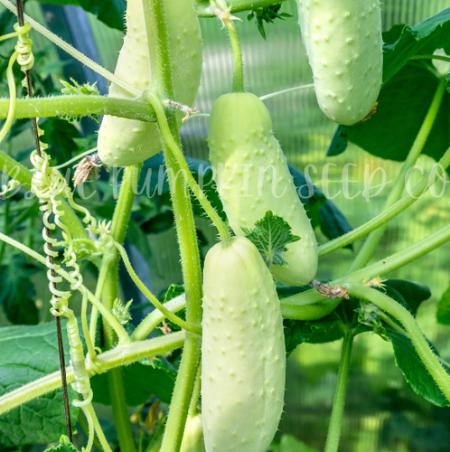 Miniature White cucumber seeds | Blue Pumpkin Seed Co