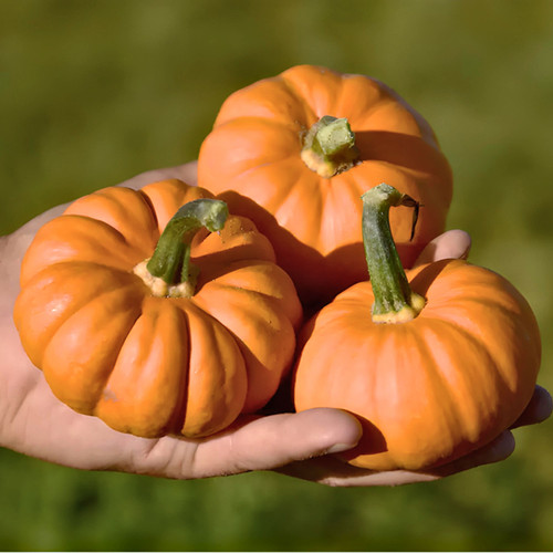 Pixie F1 Pumpkin seeds (treated) | Blue Pumpkin Seed Co