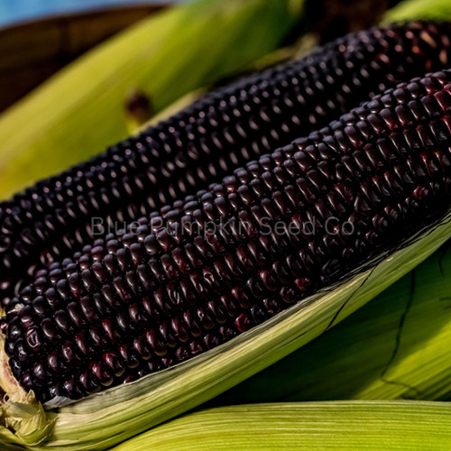 Montana Morada Maiz Corn seeds | Blue Pumpkin Seed Co