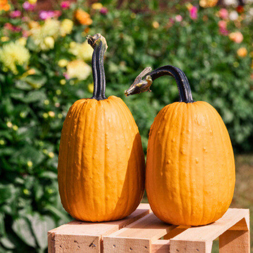 Milestone F1 Pumpkin seeds | Blue Pumpkin Seed Co