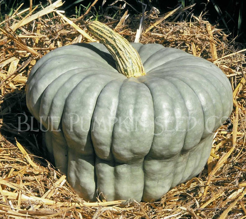 Queensland Blue Pumpkin seeds | Blue Pumpkin Seed Co