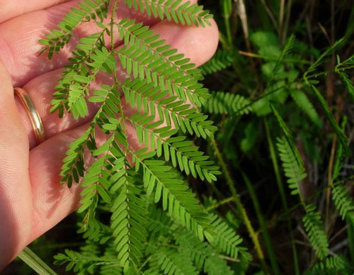 Sensitive Brier seeds | Blue Pumpkin Seed Co