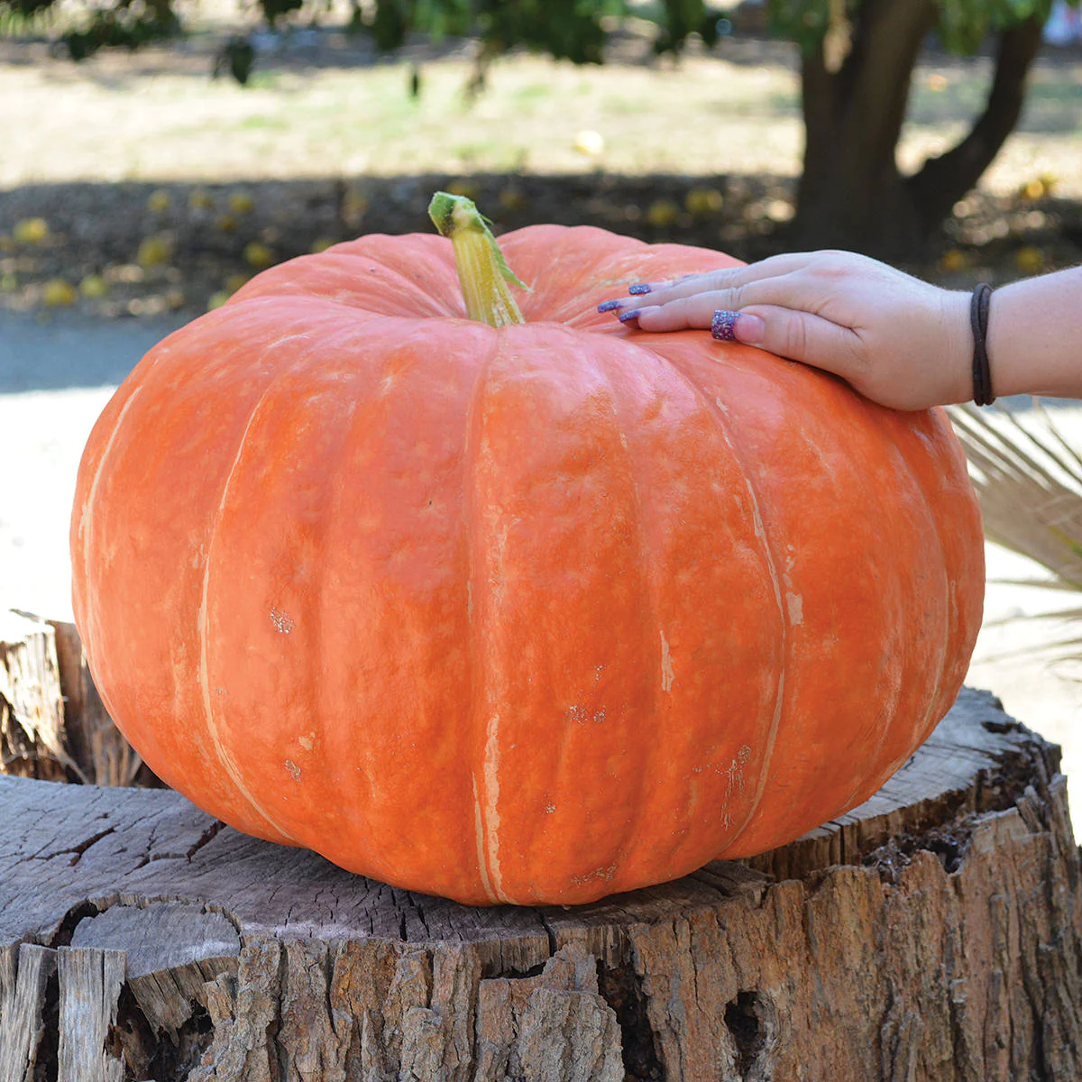 Ritz F1 Pumpkin seeds | Blue Pumpkin Seed Co