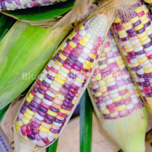 Neon Pink Corn seeds | Blue Pumpkin Seed Co