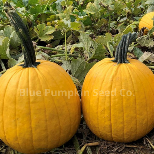 Lemonade F1 Pumpkin seeds | Blue Pumpkin Seed Co