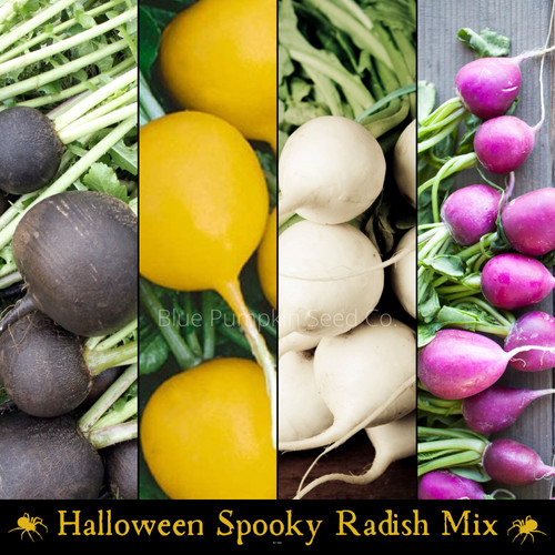 Halloween Radish Seed Mix | Blue Pumpkin Seed Co