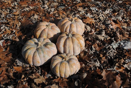 Chinese Tropical Pumpkin seeds | Blue Pumpkin Seed Co
